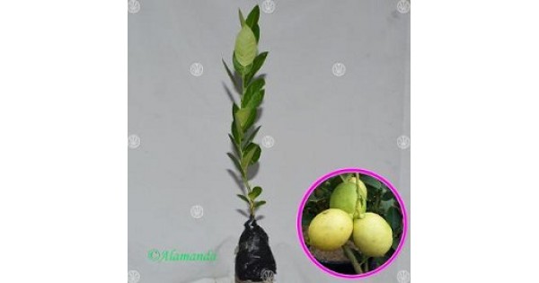 jual Tanaman Jeruk Lemon Tanpa Biji - HP: 085608566034